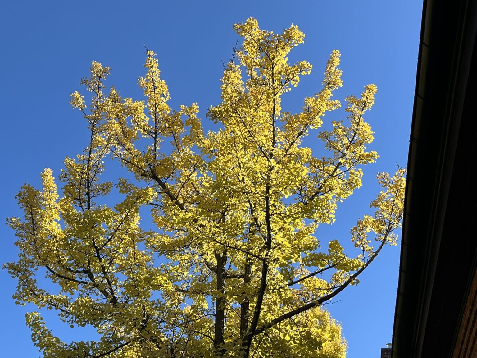 Tree Projects | City of Lancaster, PA