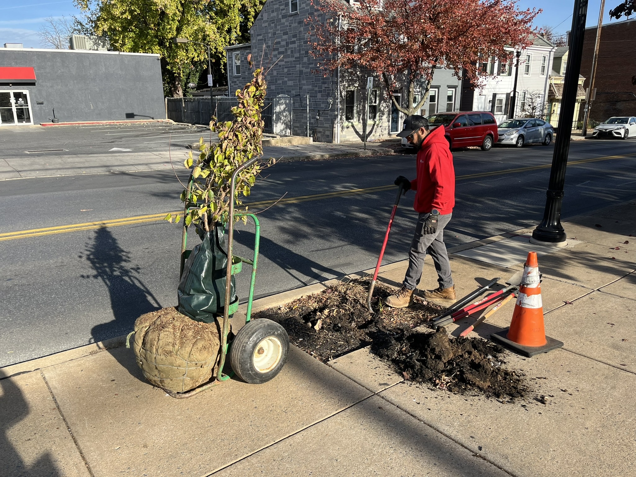 Tree Projects | City of Lancaster, PA